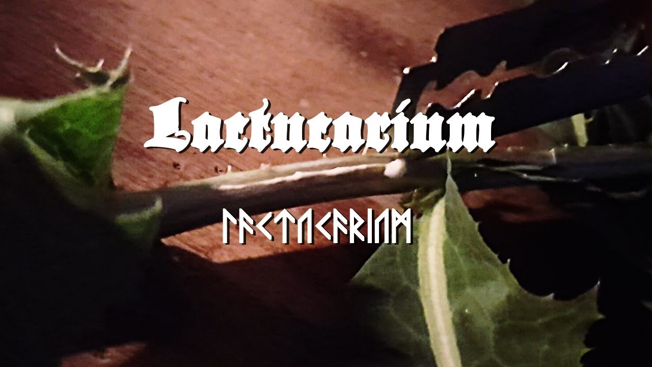 HERBOLOGY & ALCHEMY | Lactucarium (Opium Lettuce) - YouTube