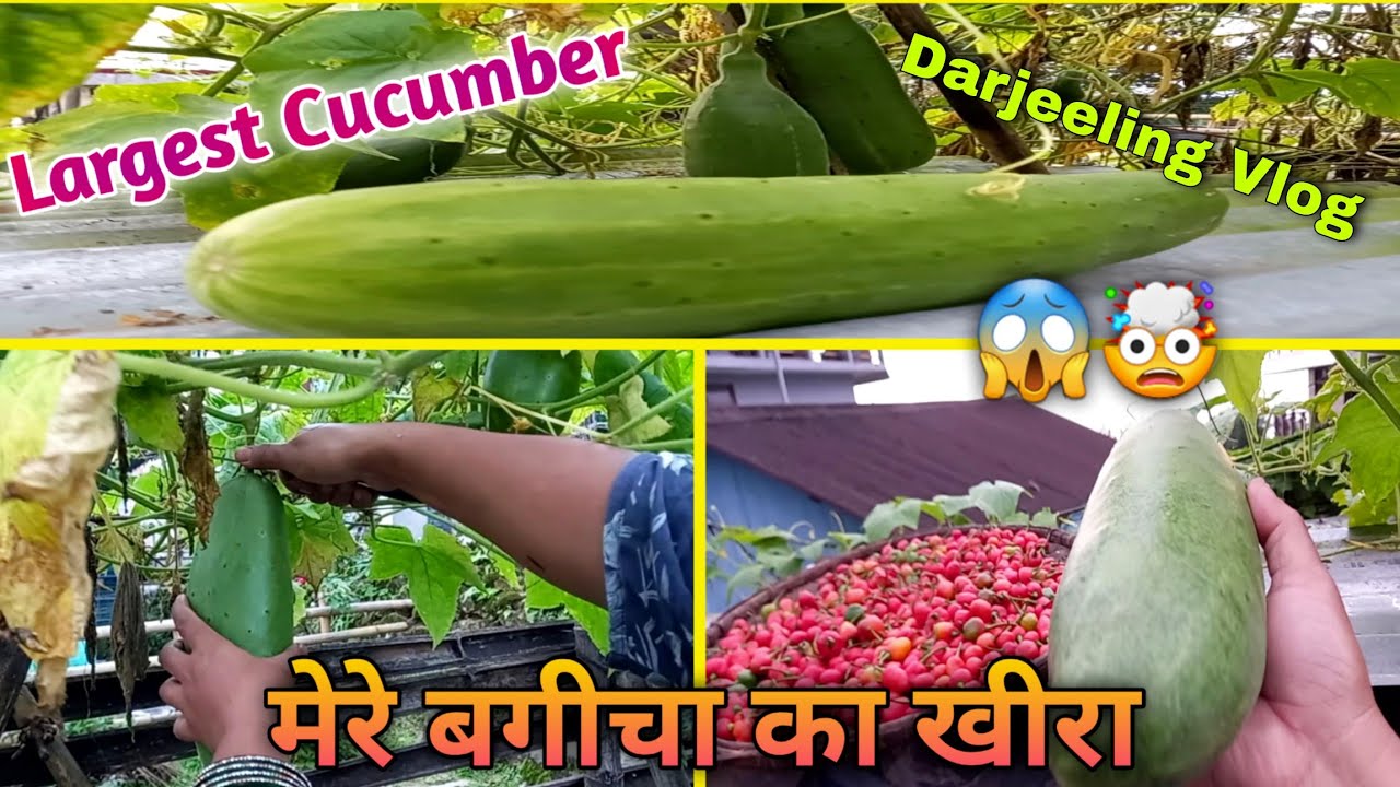 😱 Largest Cucumber of Darjeeling Hills 🤯 || Darjeeling Lover ...