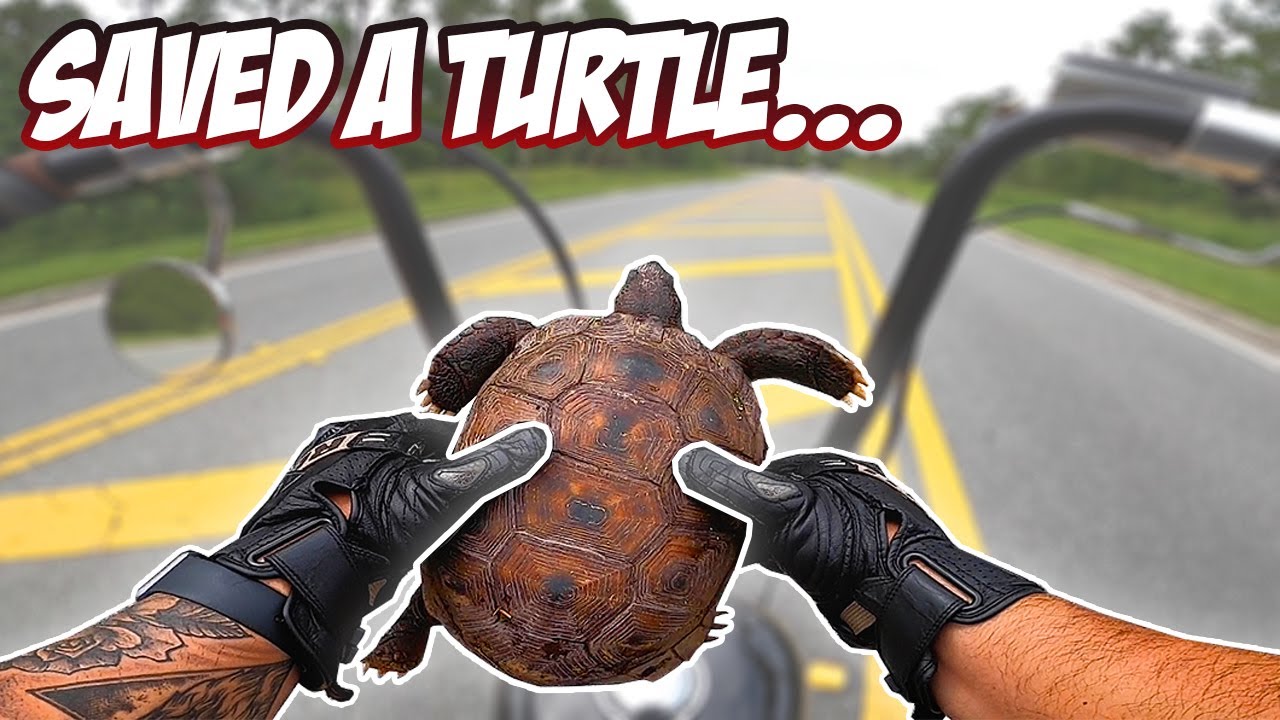 BIKER SAVES TURTLE 🐢 - YouTube