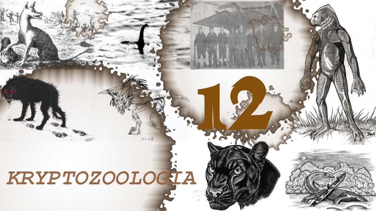 12# Kryptozoologia - Czarne psy - YouTube