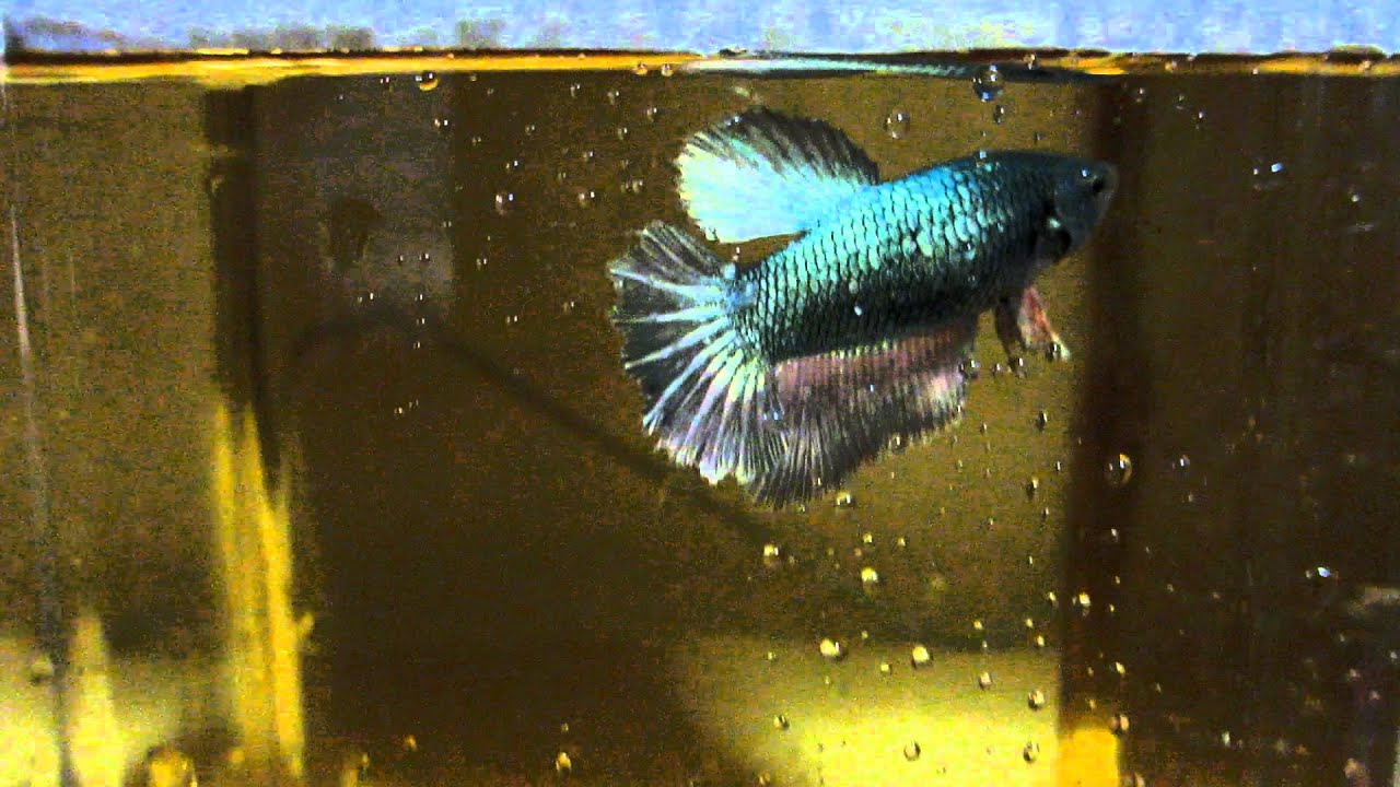 betta copper female - YouTube