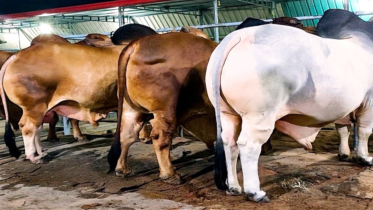 Sahiwal and Tharparkar Bulls - YouTube