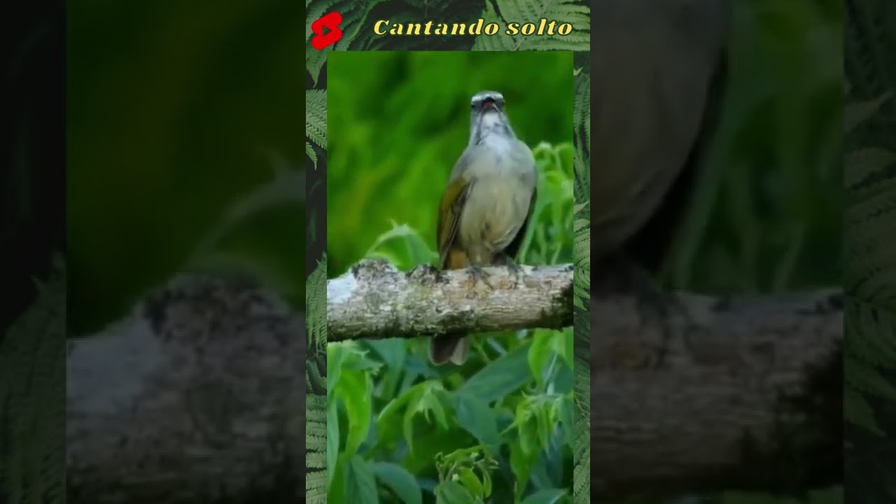 Passarinho cantando, canto de lindo pássaro solto na natureza #shorts ...