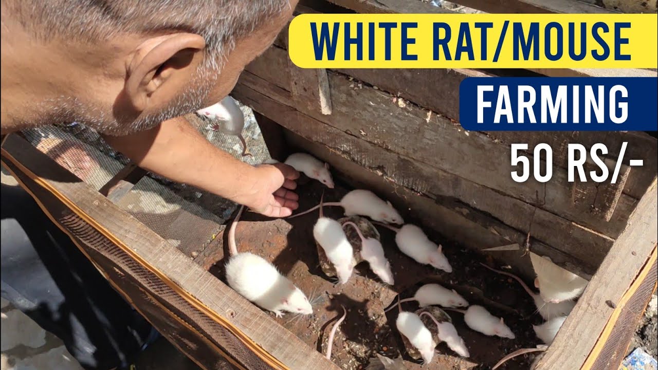 White Mouse/Rat Farming | White Rat | Baby mouse | Rat house | buy ...