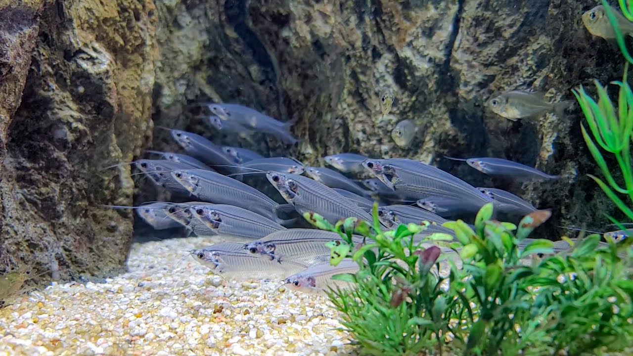 Animals In Zoo Have Fish, Tiger, Panda Snake - YouTube