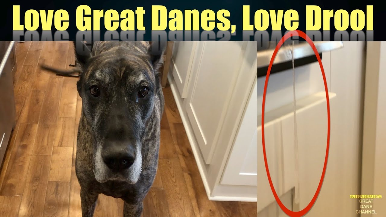 Love Great Danes, Love Drool - YouTube