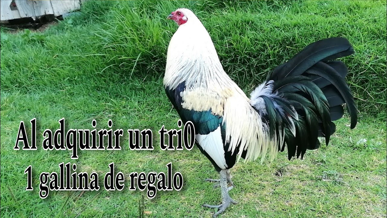 Lotes de Clements para esta tenporada (Disponibles) | Gallos Finos🐓 ...