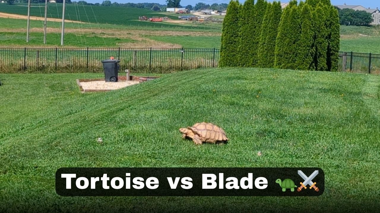 Pet Tortoise Hilariously Chases Lawnmower in Garden Adventure ...
