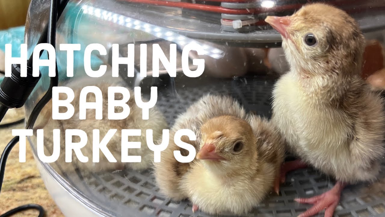 How we hatched turkey poults! - YouTube