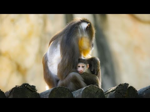 Fort Worth Zoo announces the birth of the second Mandrill baby this ...