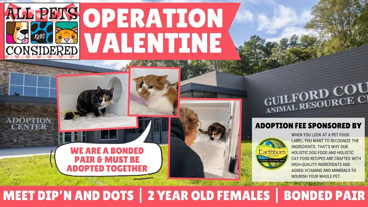 Operation Valentine Day 8 - YouTube