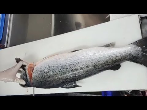 Amazing Cutting Salmon Fish Fast | Fastest Removing Fish Scales Skills ...