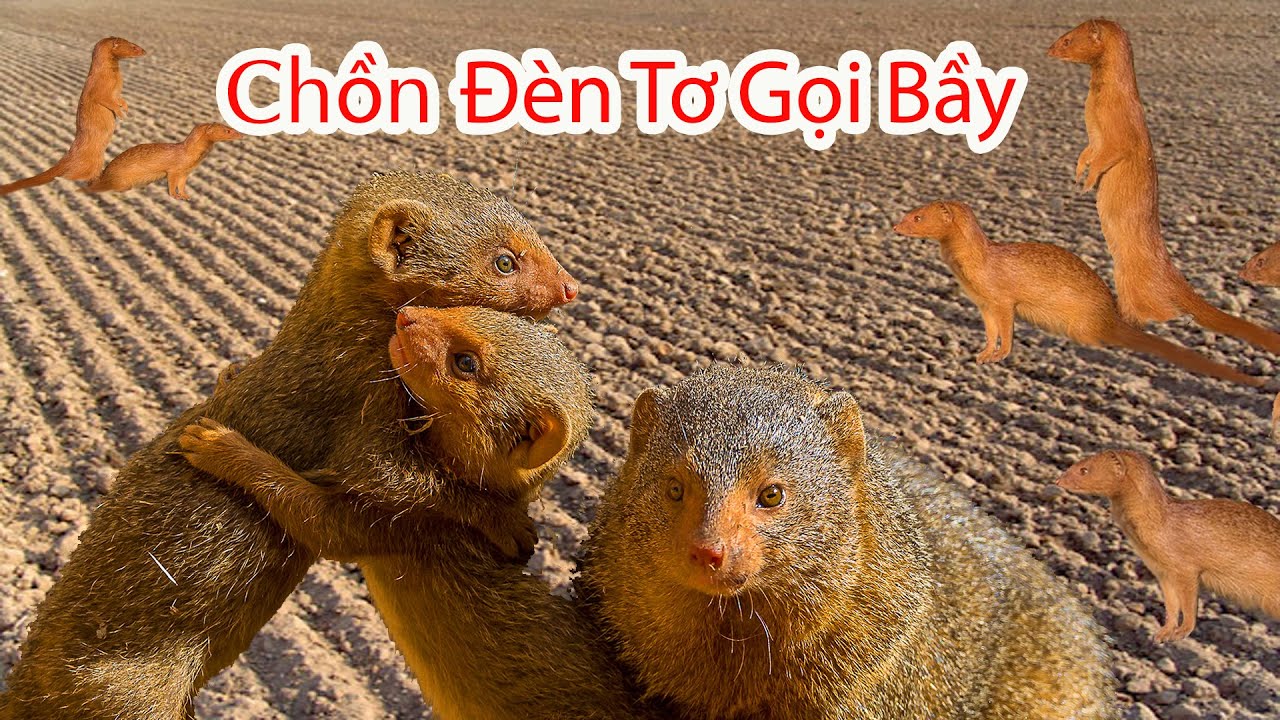 Tiếng Chồn Đèn Con Chồn Đèn Tơ Mới Nhất - YouTube