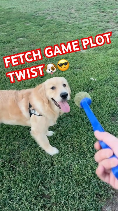 Fetch fails🤣 #goldenretriever #cute #puppy #happy #fetch #learning #trending #shorts #junior # ...