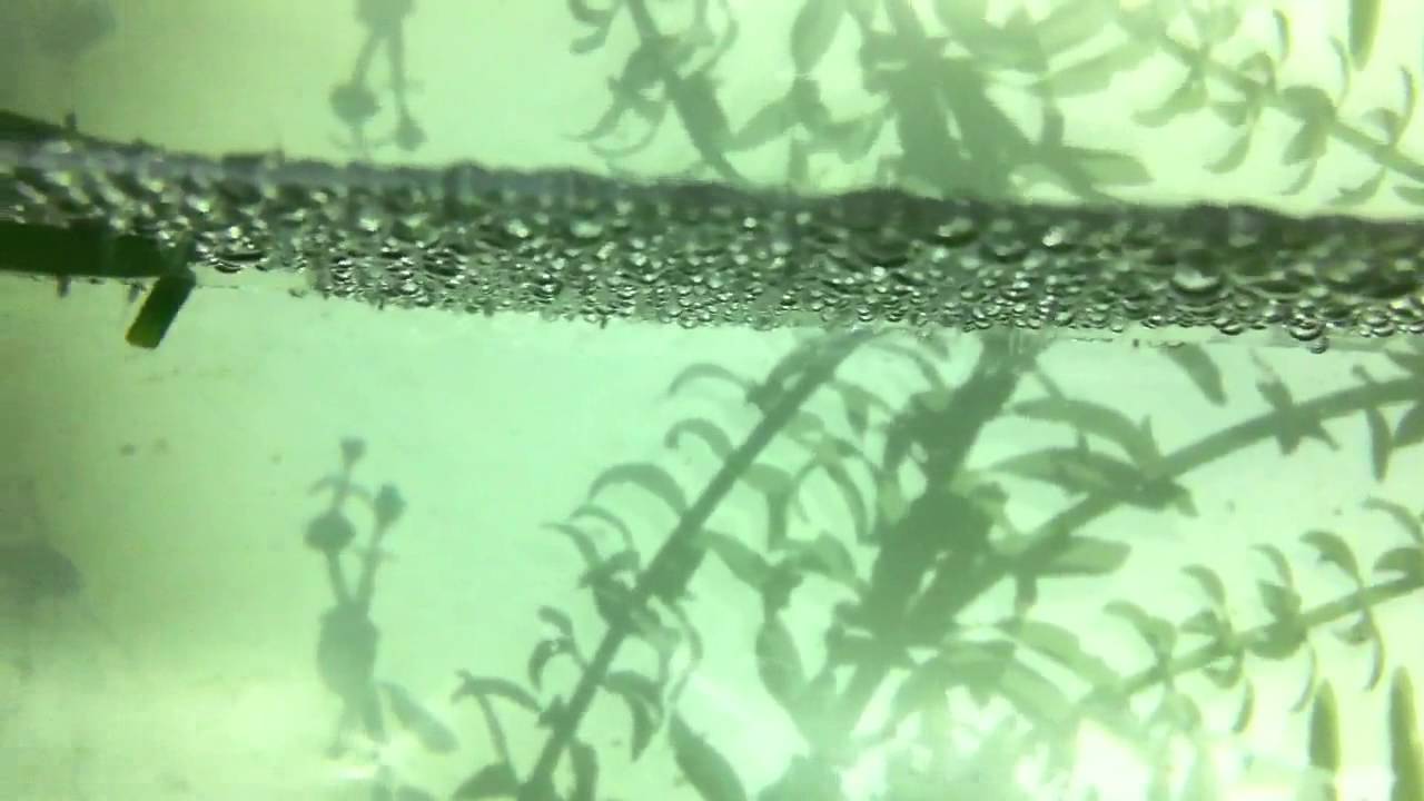 Betta fish fry hatching - YouTube