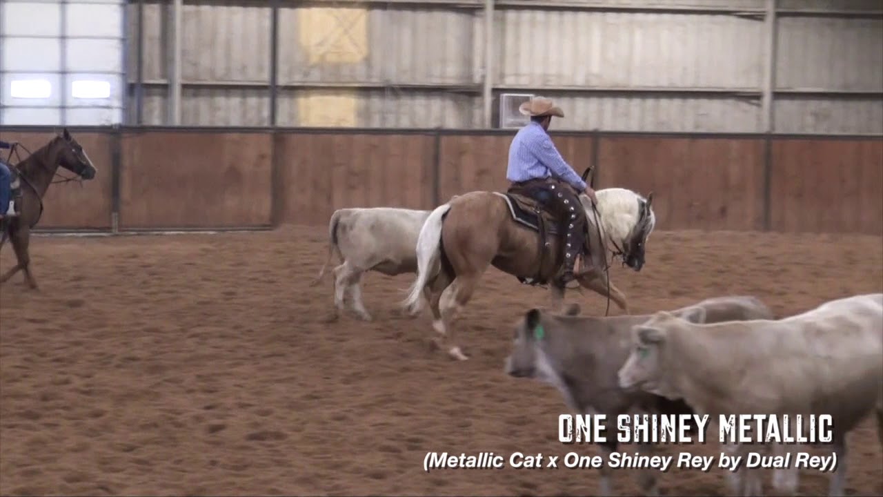 One Shiney Metallic (Metallic Cat x One Shiney Rey by Dual Rey) NCHA ...