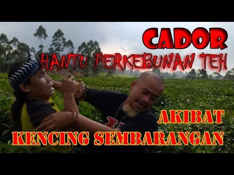 HANTU PERKEBUNAN TEH