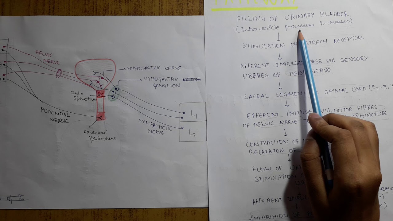 Micturition Reflex - YouTube