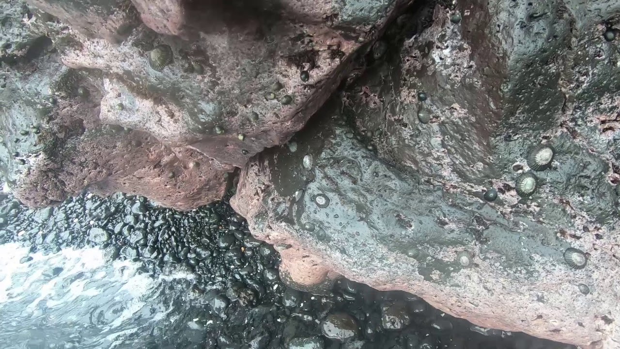 How to Pick Opihi - Big Island Hawaii - YouTube