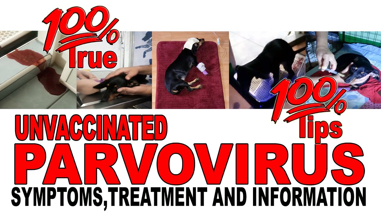 PARVOVIRUS IN DOGS SYMPTOMS, TREATMENT AND INFORMATION💯 | Kopika # ...