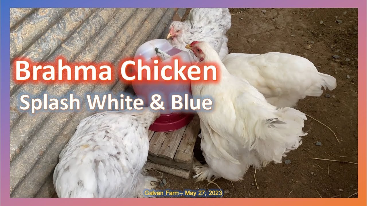 Brahma Chicken - Splash White & Blue - May 27, 2023 - YouTube