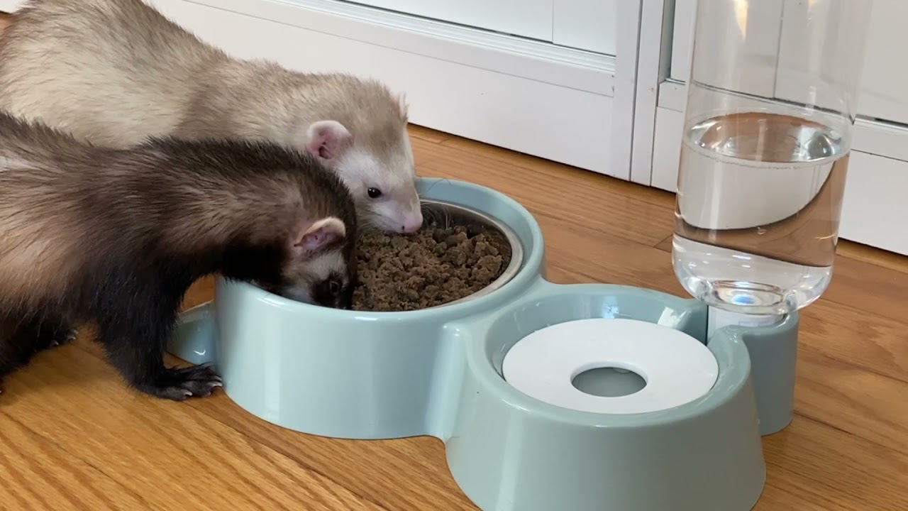 Ferrets Trying New Food: Changing Ferret Diet. - YouTube