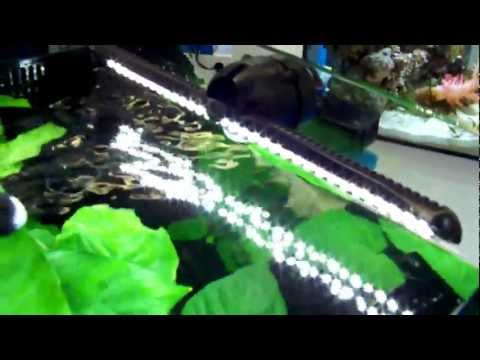 2x TUNZE® LED in fresh water nano tank, at Interzoo 2012