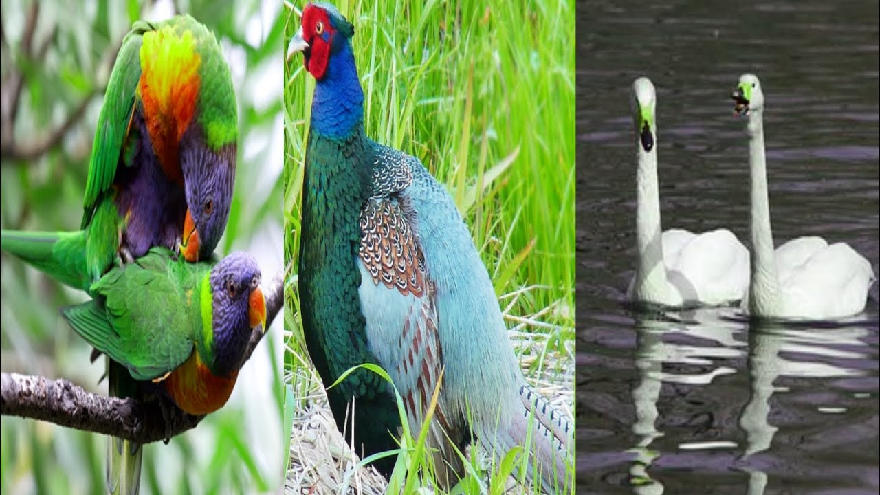 #world beautiful green birds"Natural creature video - YouTube