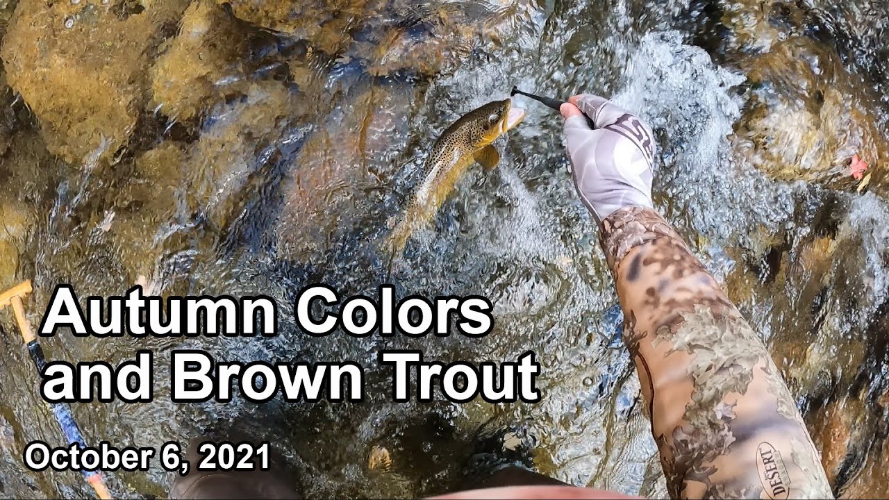 262. Autumn Colors and Brown Trout - October 6, 2021 - YouTube