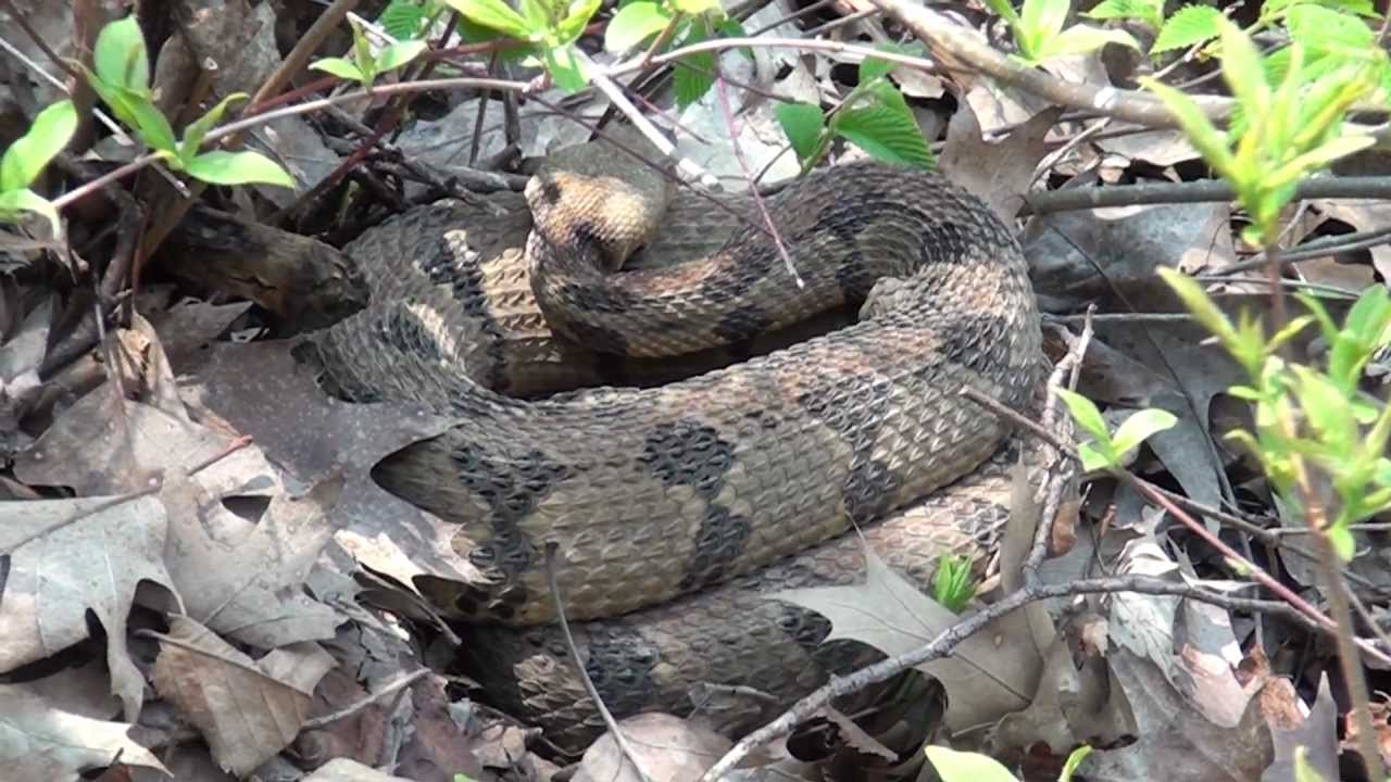 Winter Snake Den 2011 Part 3 - YouTube