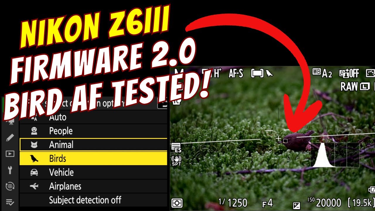 NIKON Z6 III - FW 2.0 BIRD AUTOFOCUS TESTED - IS IT GOOD NOW? - YouTube