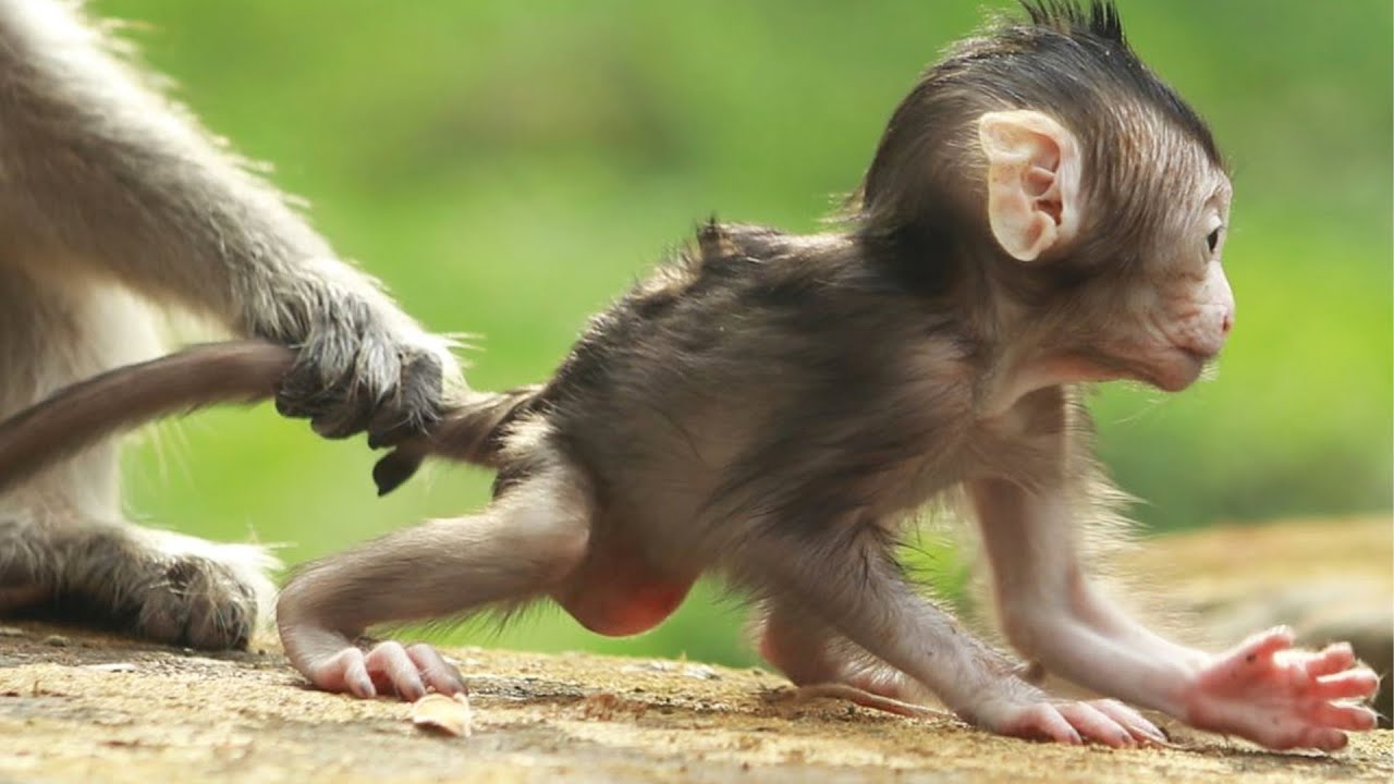 Mama Elsa Come To Eat Fruits With Her Daughter Ellen and New Born on ...