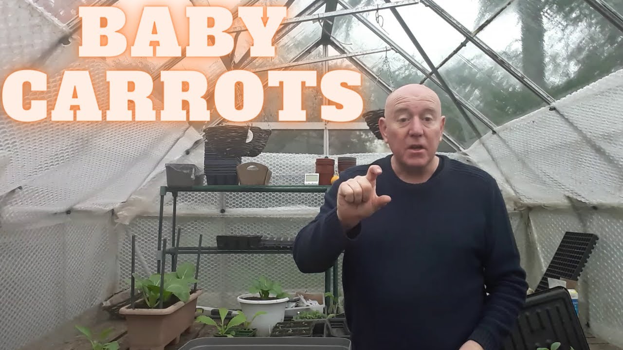Grow Baby Carrots [Gardening Allotment UK] [Grow Vegetables At Home ...