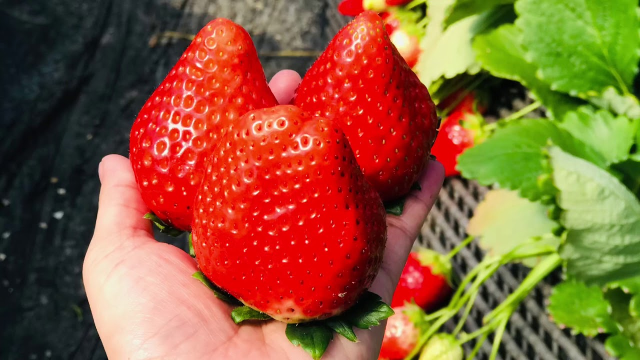 #Sky Berry Japan Strawberry🍓 - YouTube