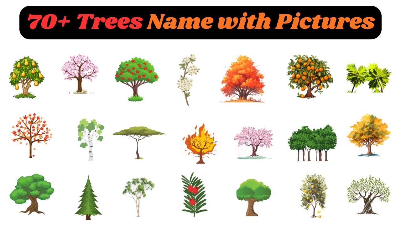 70+ Trees Name with Pictures in English || Trees Name || Near Education ...