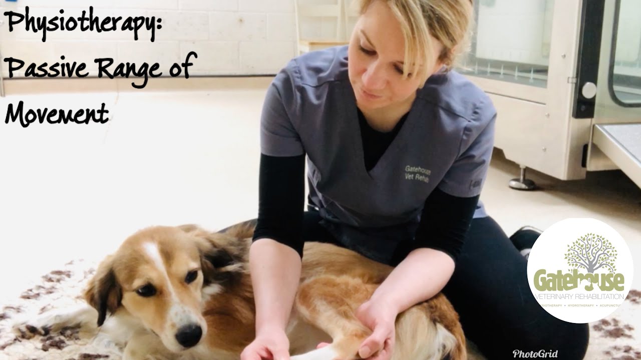 Canine physiotherapy: How to do Passive Range of Movement Exercises in ...