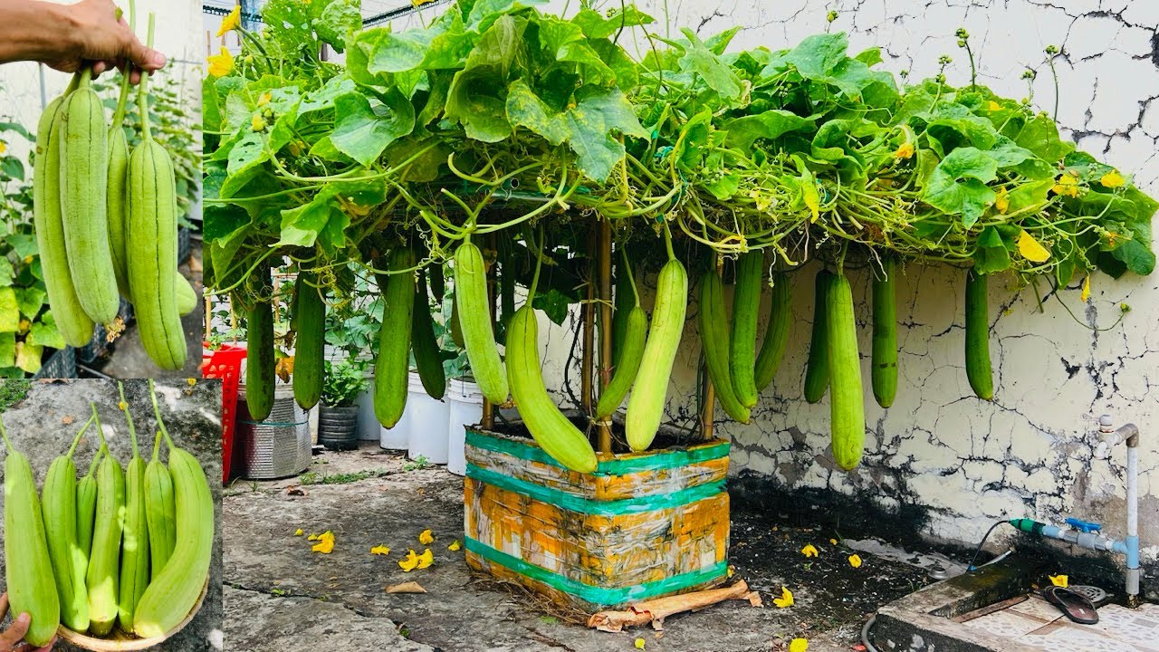 Growing Luffa in a Styrofoam Container Is Easy to Produce Many Fruits ...