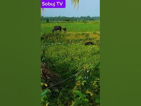 গ্রাম বাংলার প্রতিচ্ছবি. Sobuj TV - YouTube
