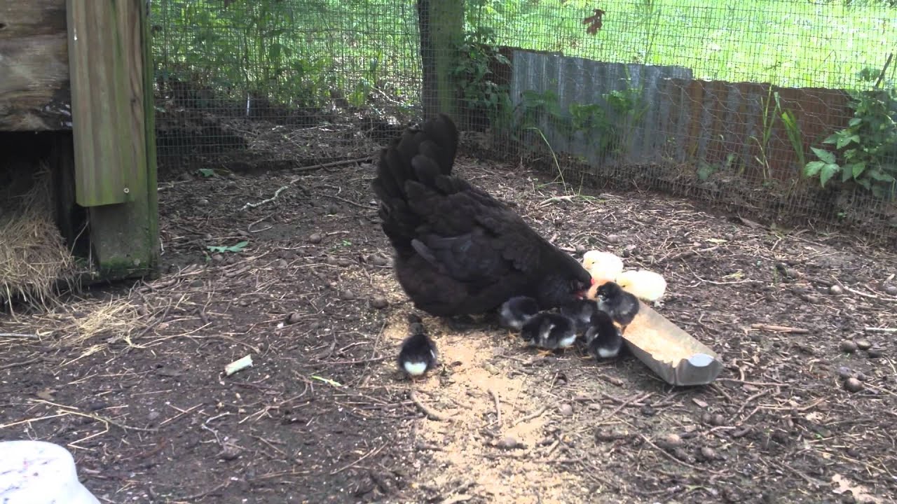 Scruffy the Chicken (and chicks!) - YouTube