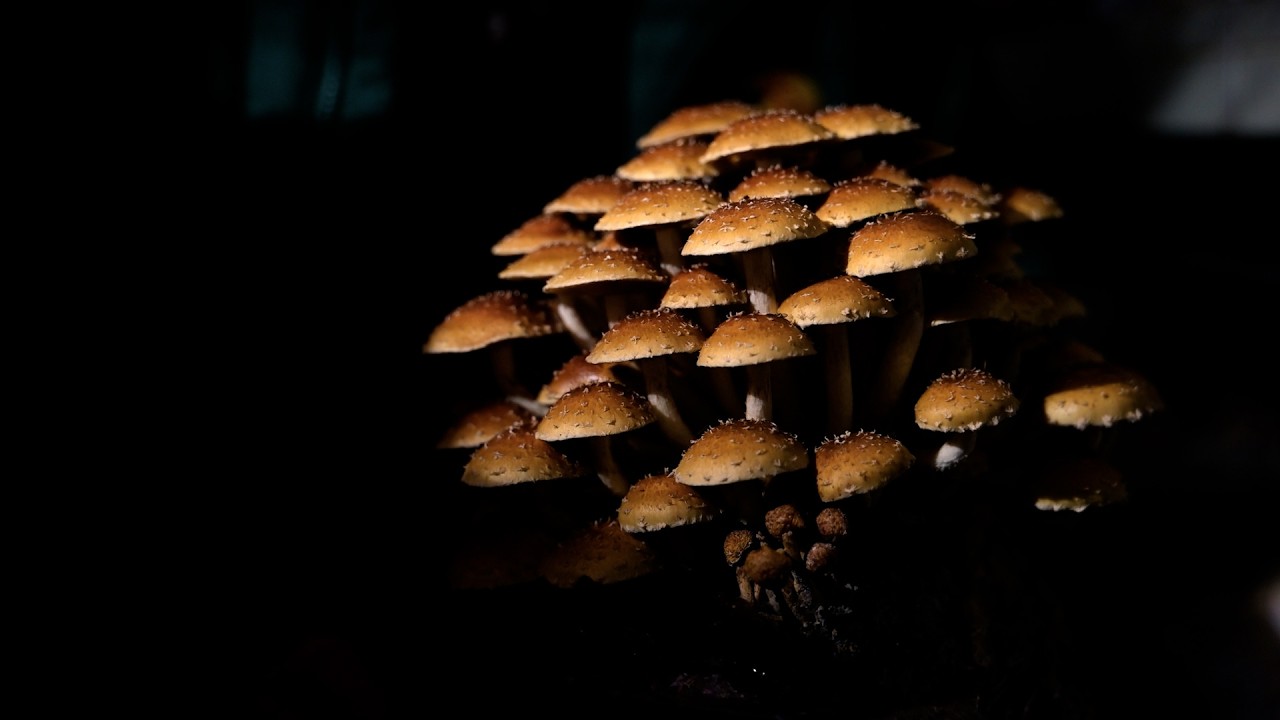 Tunnel-Grown Mushrooms: How WVEDA Helps This Business Flourish - YouTube