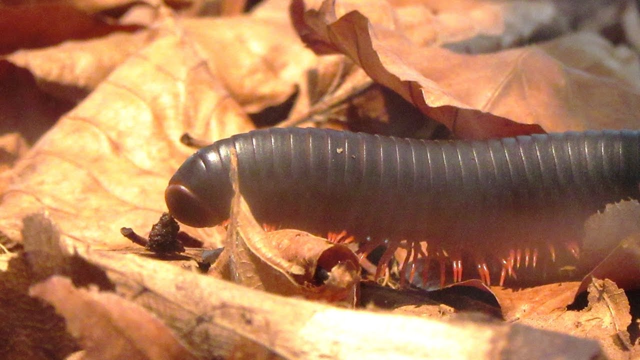 Diplopoda, Called Millipedes - Species Of Myriapods - YouTube