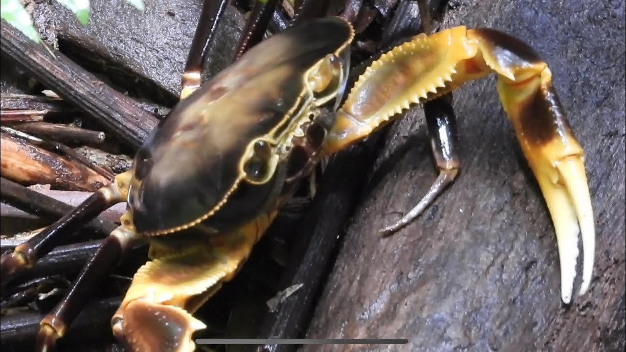 CYRIQUE (Guinotia dentata) - Dominica. Most Beautiful Crab So Far ...