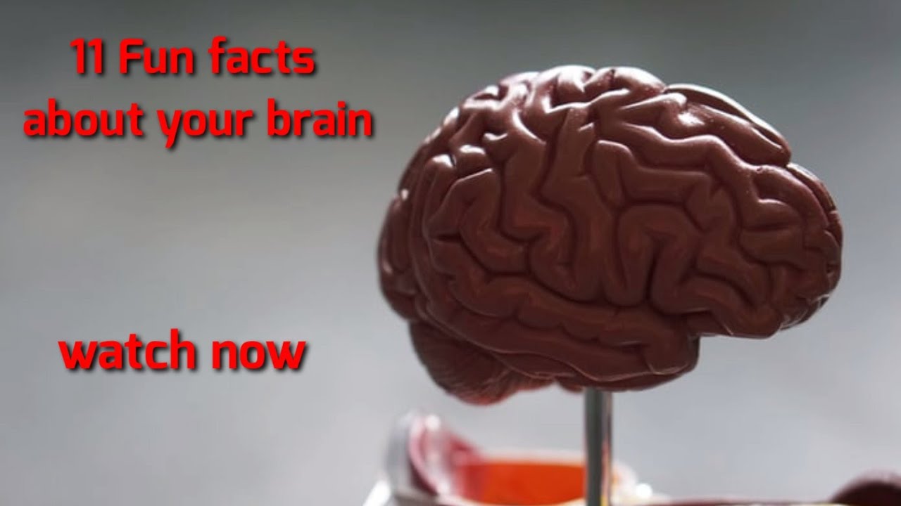 11 Fun Facts About Your Brain Motivate Yourself Psychology Facts YouTube 11-fun-facts-about-your-brain-motivate-yourself-psychology-facts-youtube