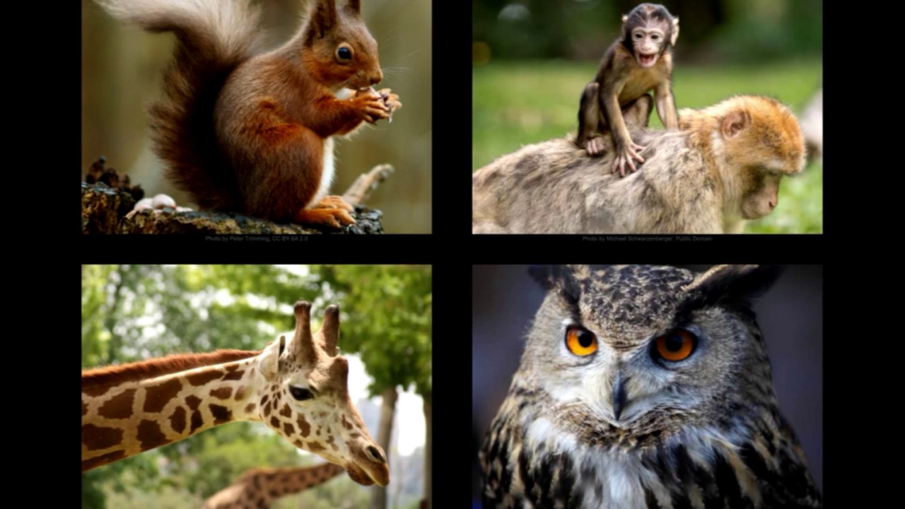 Ultimate Animals App for Kids - YouTube