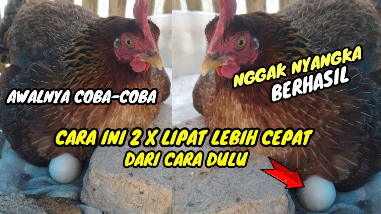 CARA PALING CEPAT MEMBUAT INDUKAN AYAM BERTELUR KEMBALI SETELAH MENETAS - YouTube