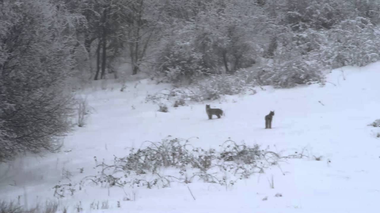 Rare encounter of wolf and lynx in nature - YouTube