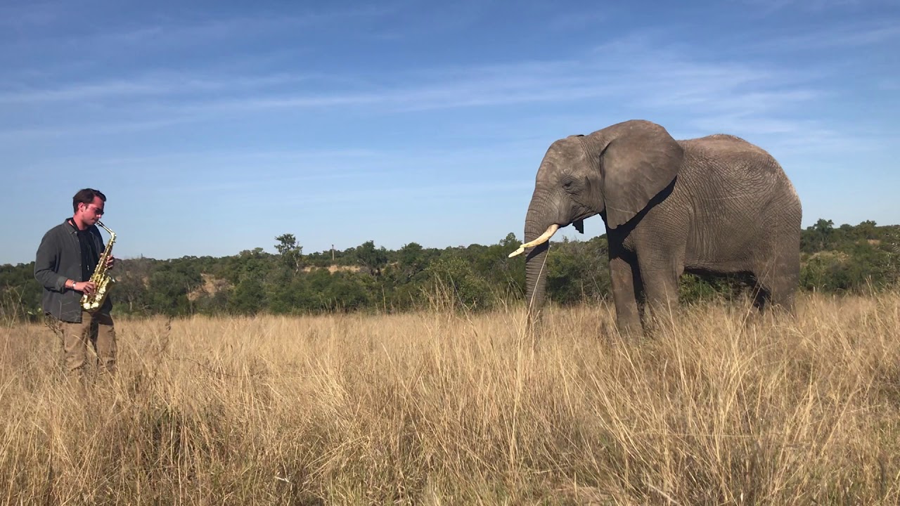 Saxophone for an Elephant - YouTube