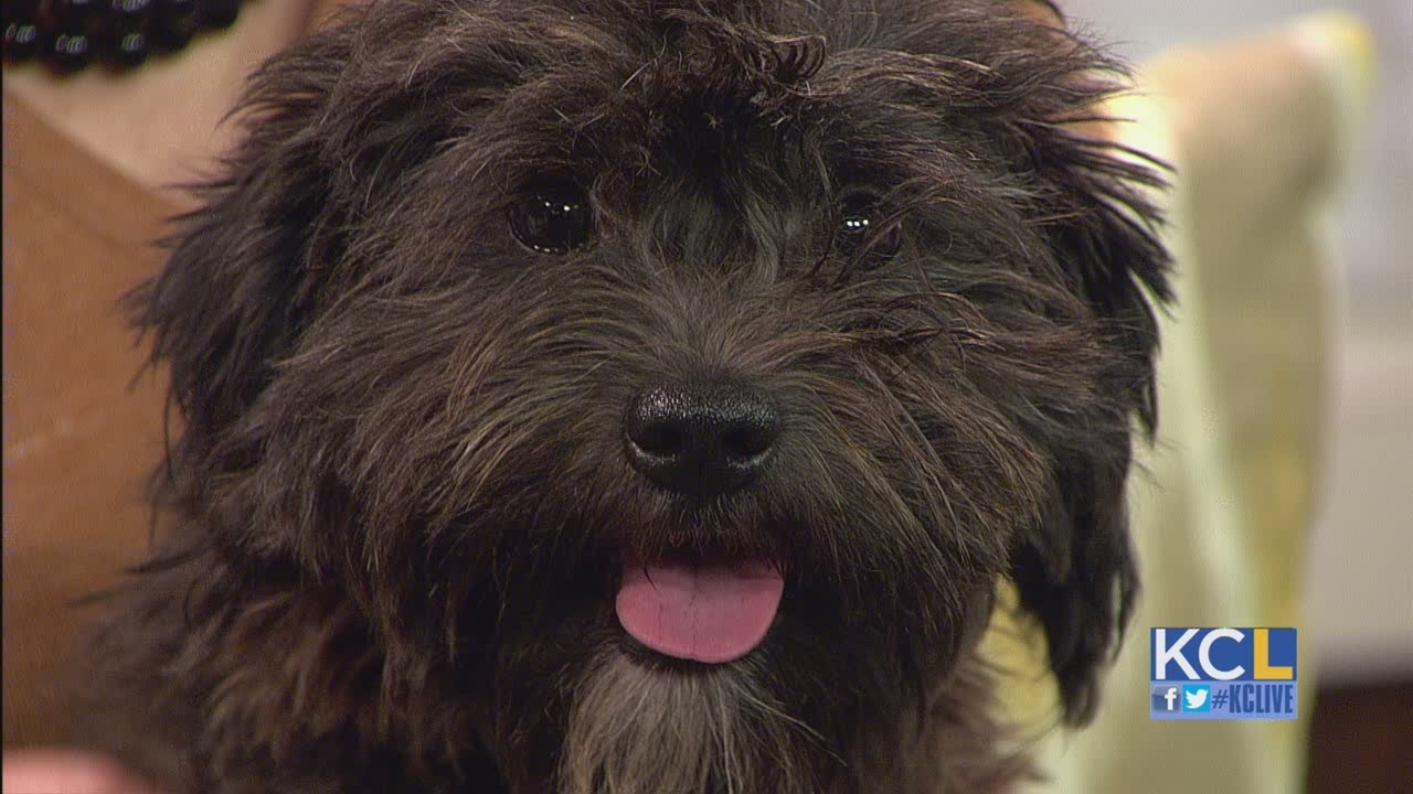 Dogs strut the runway during Project Poochie - YouTube