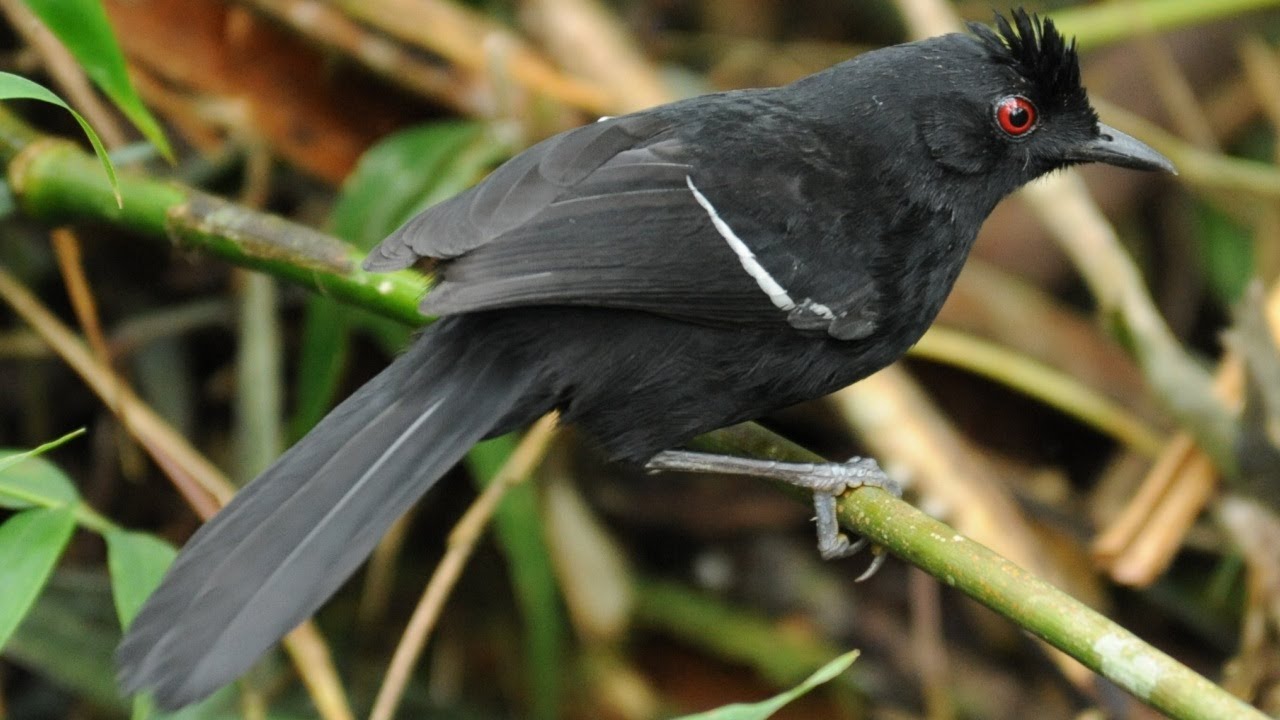 Fire eye - Alchetron, The Free Social Encyclopedia