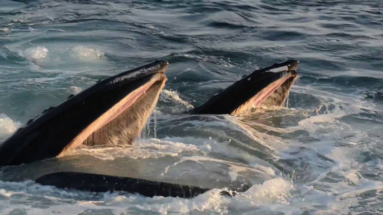 Videos from the 2016 CRESLI Great South Channel trip (8/16/16) - YouTube